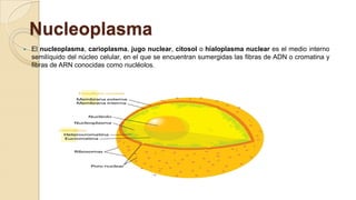 PARTES DE LA CÉLULA VEGETAL | PPT