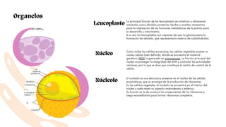 Célula Vegetal (Completa).pdf