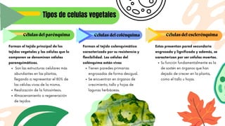 Celulas De Esclerenquima De Pera