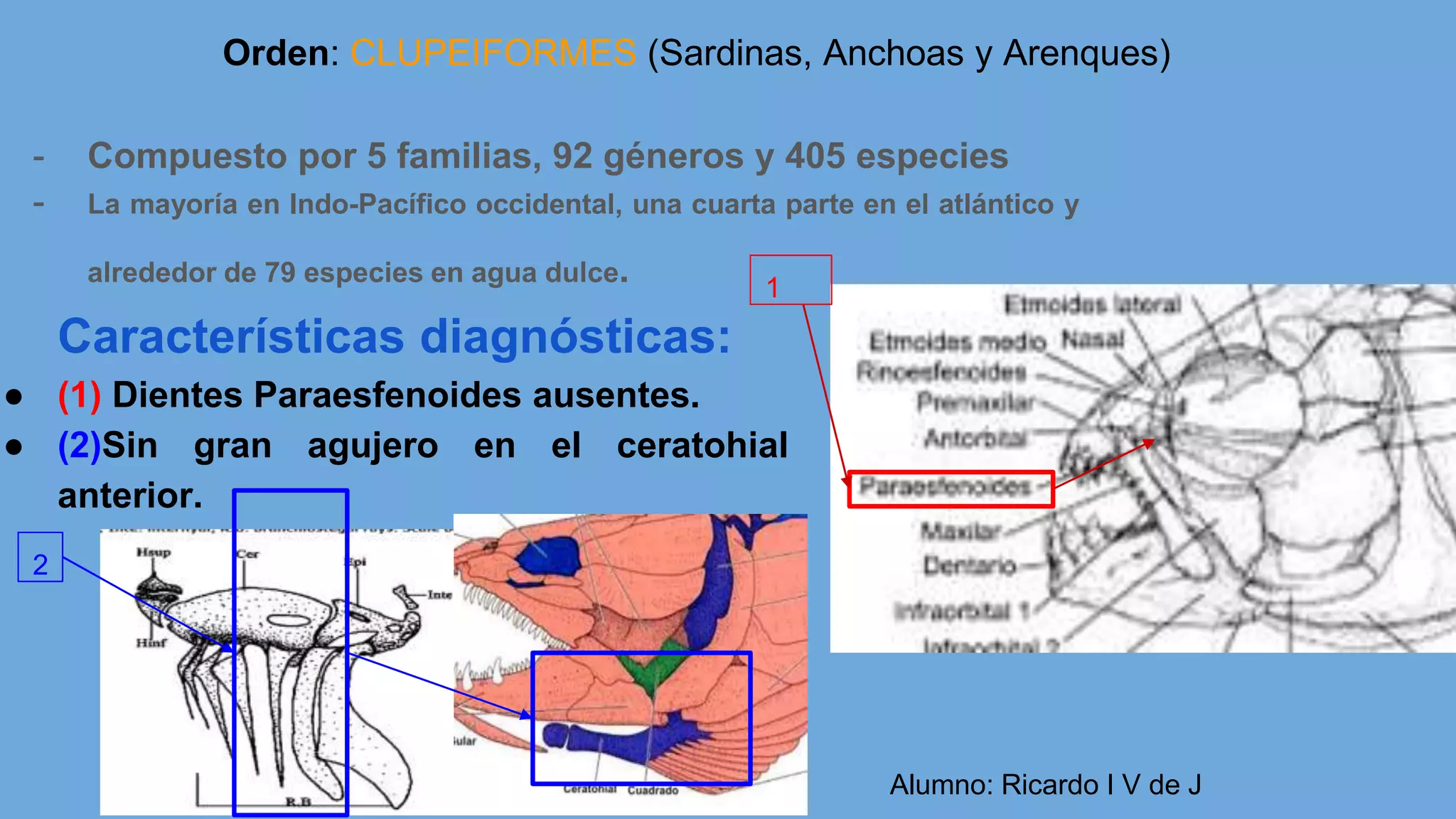 Peces: Orden Clupeiformes (Sardinas, Arenques, Losas, Anchoas) | PPTX