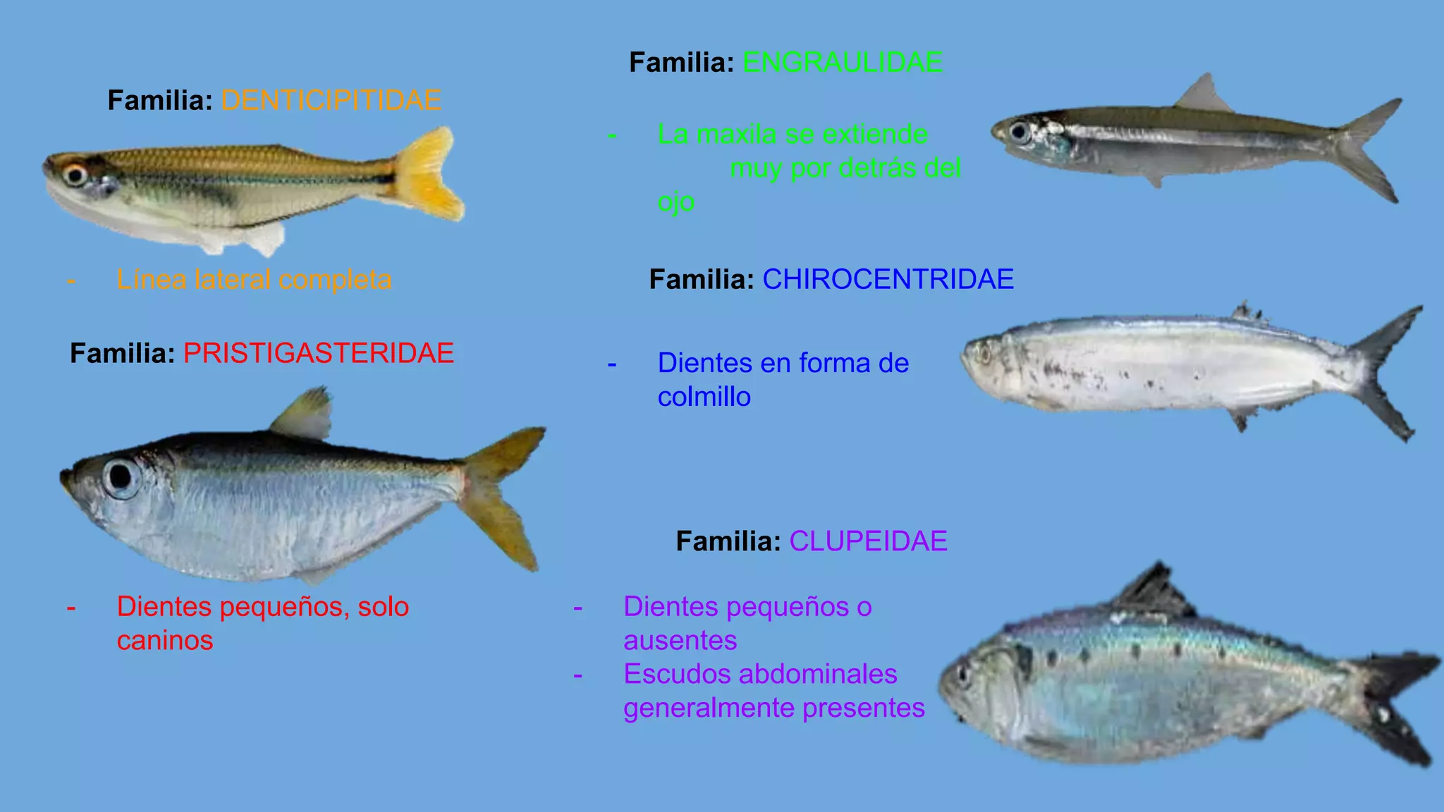 Peces: Orden Clupeiformes (Sardinas, Arenques, Losas, Anchoas) | PPTX