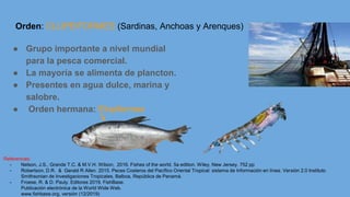 Peces: Orden Clupeiformes (Sardinas, Arenques, Losas, Anchoas) | PPTX