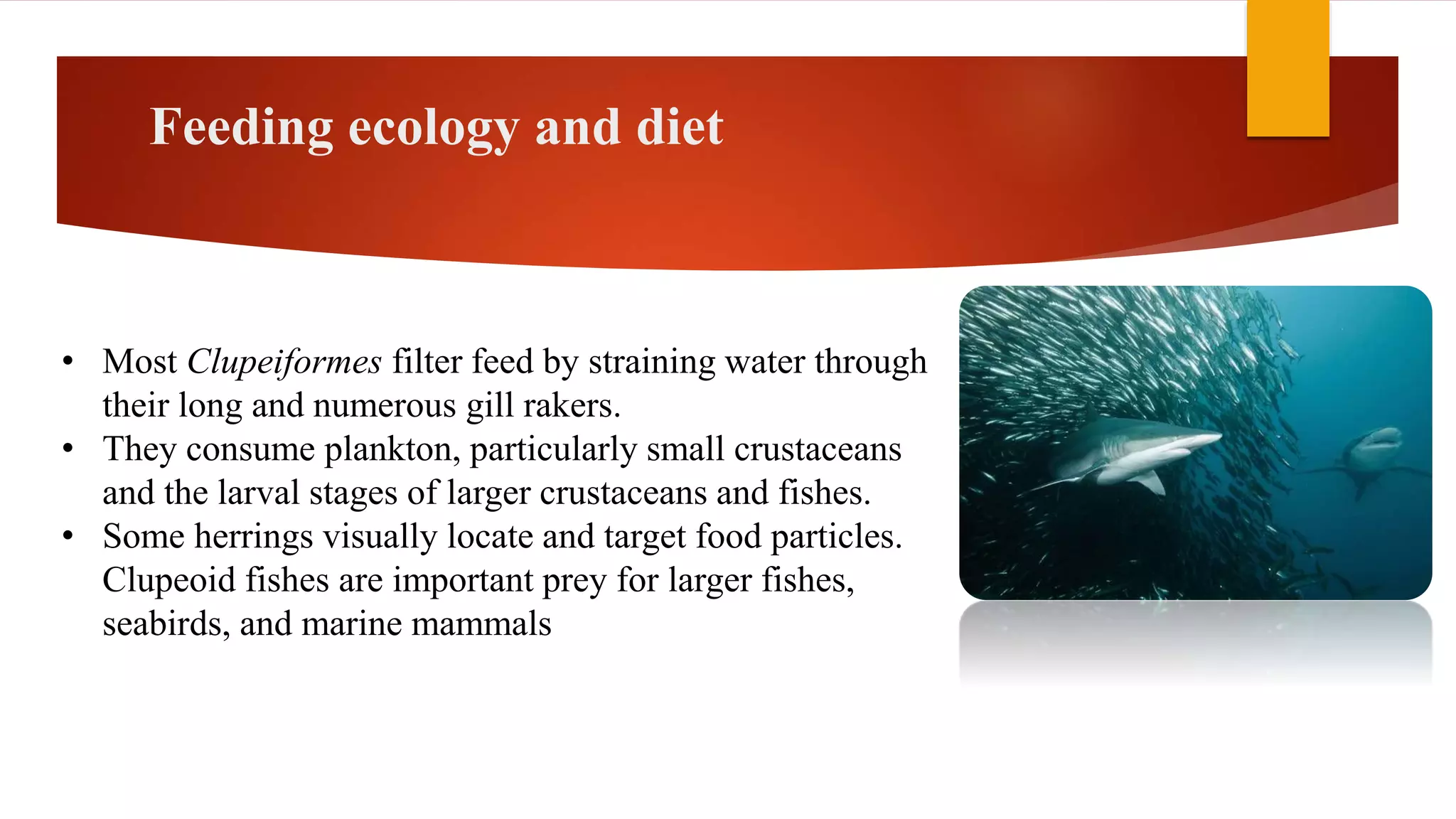 Clupeiformies | PPTX