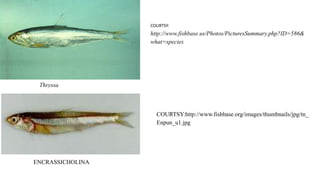 Clupied fishery | PPTX