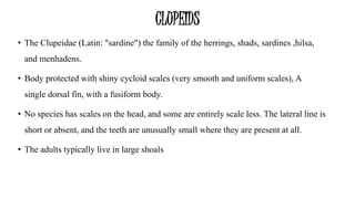 Clupied fishery | PPTX