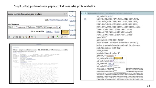 clustal omega.pptx | Genetics | Science