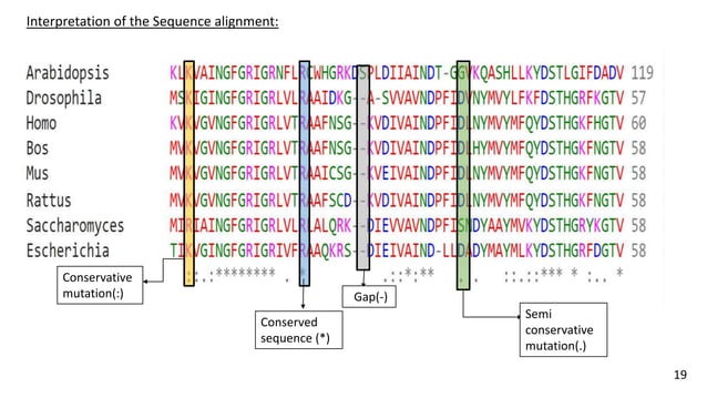 clustal omega.pptx | Genetics | Science