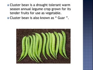 Cluster bean | PPTX
