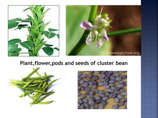 Cluster bean | PPTX | Agriculture | Industries
