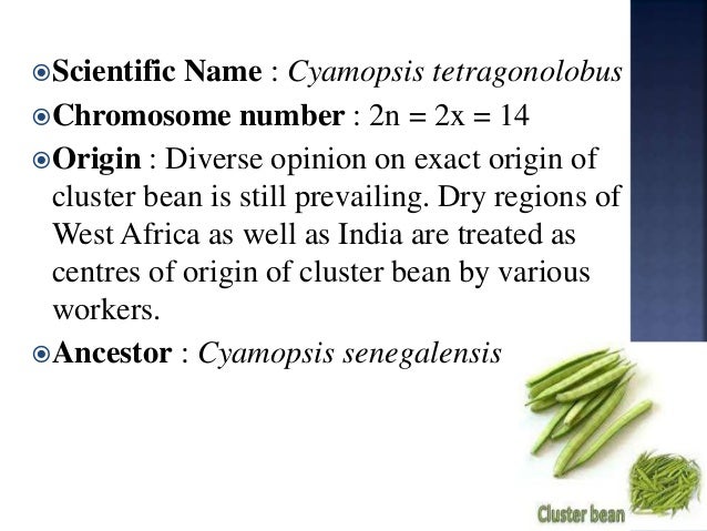 Cluster bean