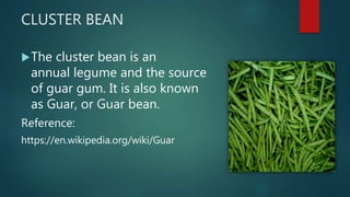 Cluster bean | PPTX