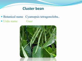 Cluster bean | PPT