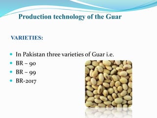 Cluster bean | PPTX