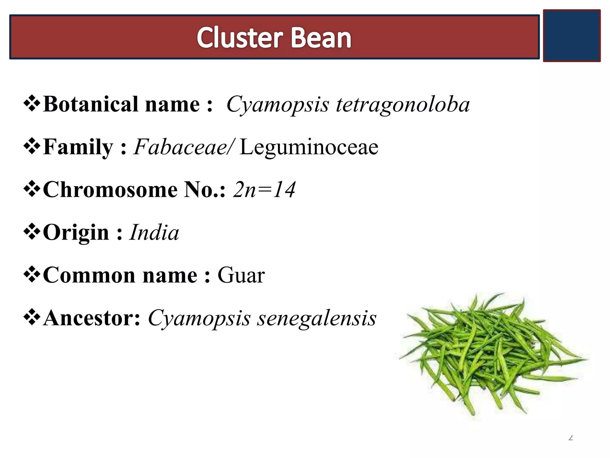 Cluster bean | PPTX