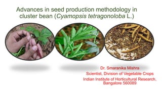 Cluster bean seed production | PPTX
