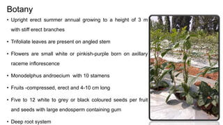 Cluster bean seed production | PPTX