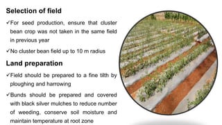 Cluster bean seed production | PPTX