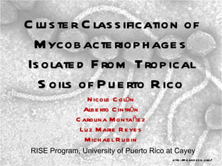 Cluster classification mycobacteriophage | PPT