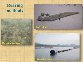 Cluture of pearl oyster by SYED AASIM HAQ | PPTX