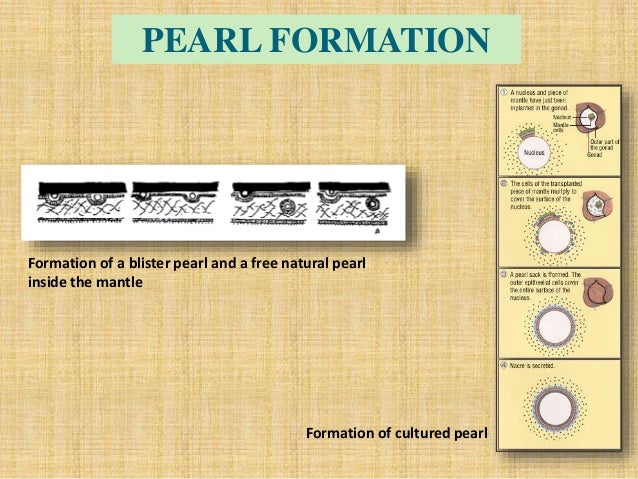Formation Of A Natural Pearl watch with english subtitles FULLHD 16:9 ...