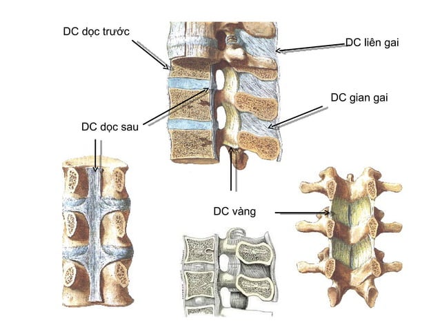 Clvt chan thuong cs | PPT