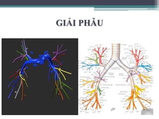 Radiologyhanoi.com CLVT mạch máu: Động mạch phổi | PPTX