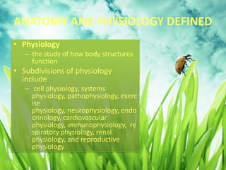Clwc anatomy - 03-11-2013 | PPTX