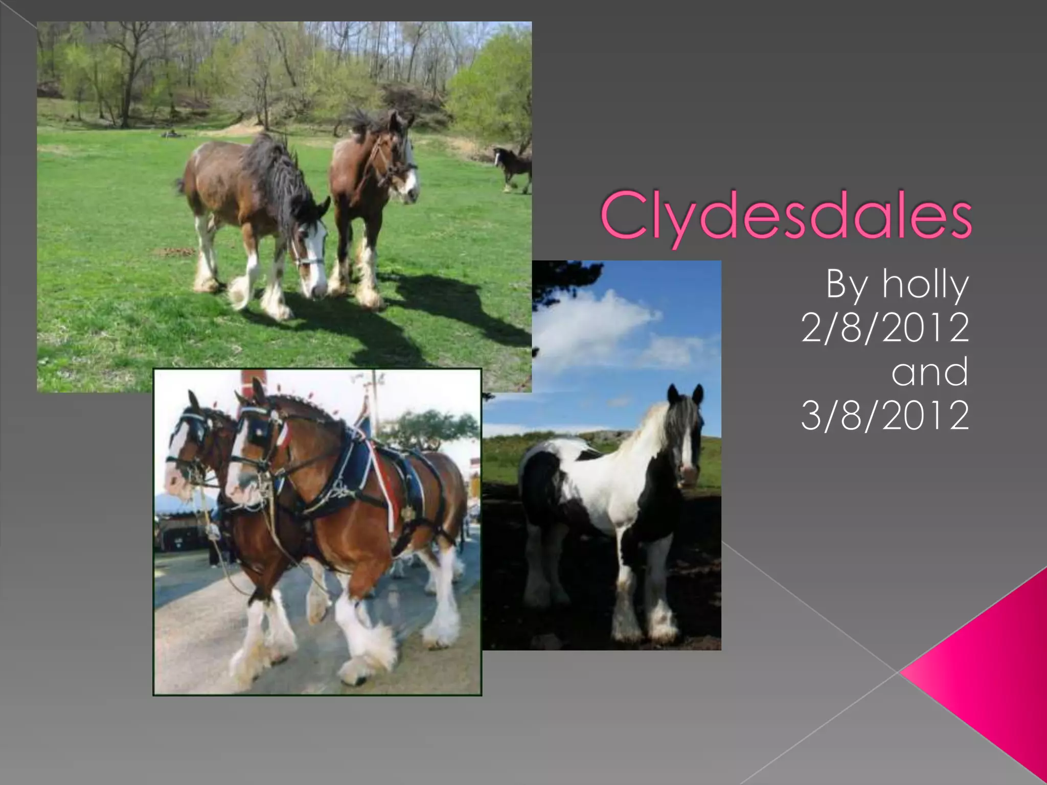 Clydesdales | PPTX