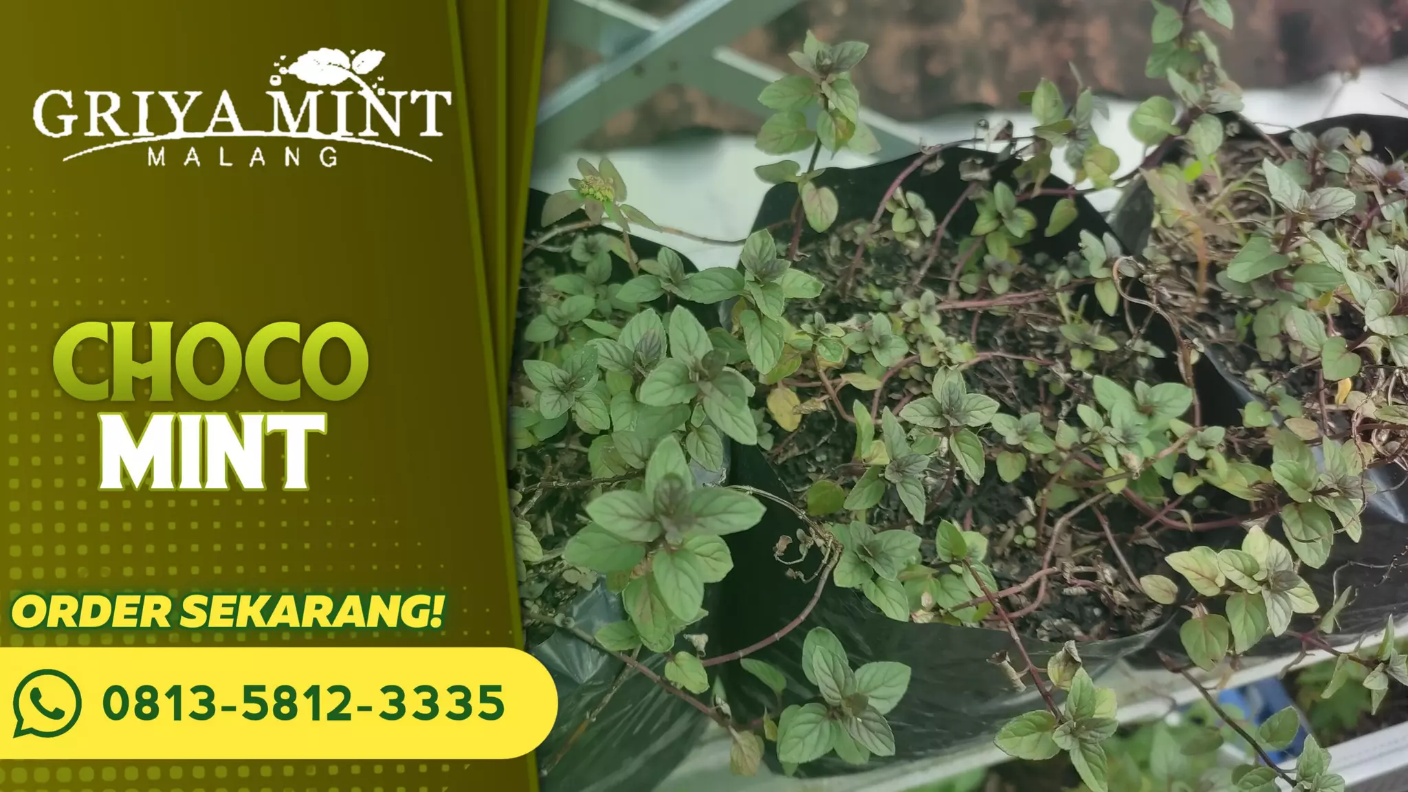 SIAP ANTAR, WA 0813-5812-3335, Outlet Tanaman Chocomint Siap Antar | PDF