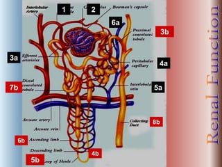Cm5 renal function | PPT