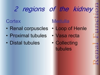 Cm5 renal function | PPT