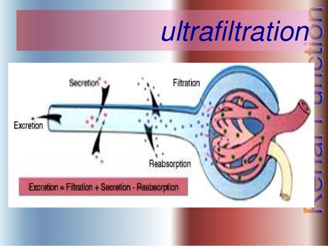 Cm5 renal function