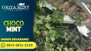BANYAK MANFAAT, WA 0813-5812-3335, Manfaat Tanaman Chocomint | PDF
