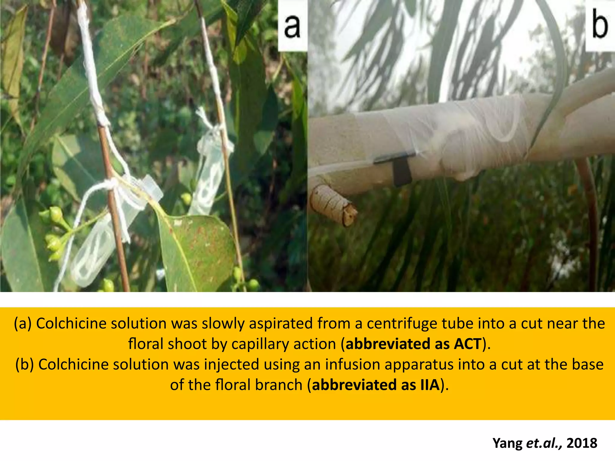 Colchiploidy and mutational breeding in trees | PPTX