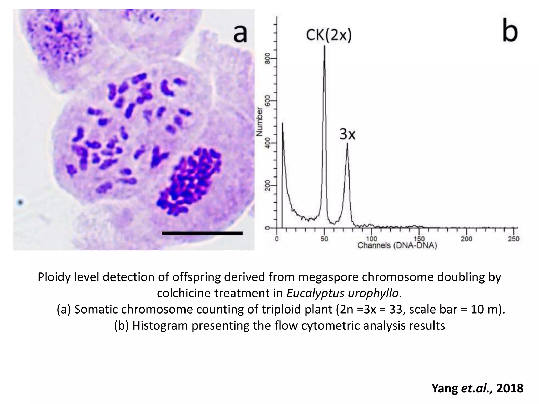 Colchiploidy and mutational breeding in trees | PPTX