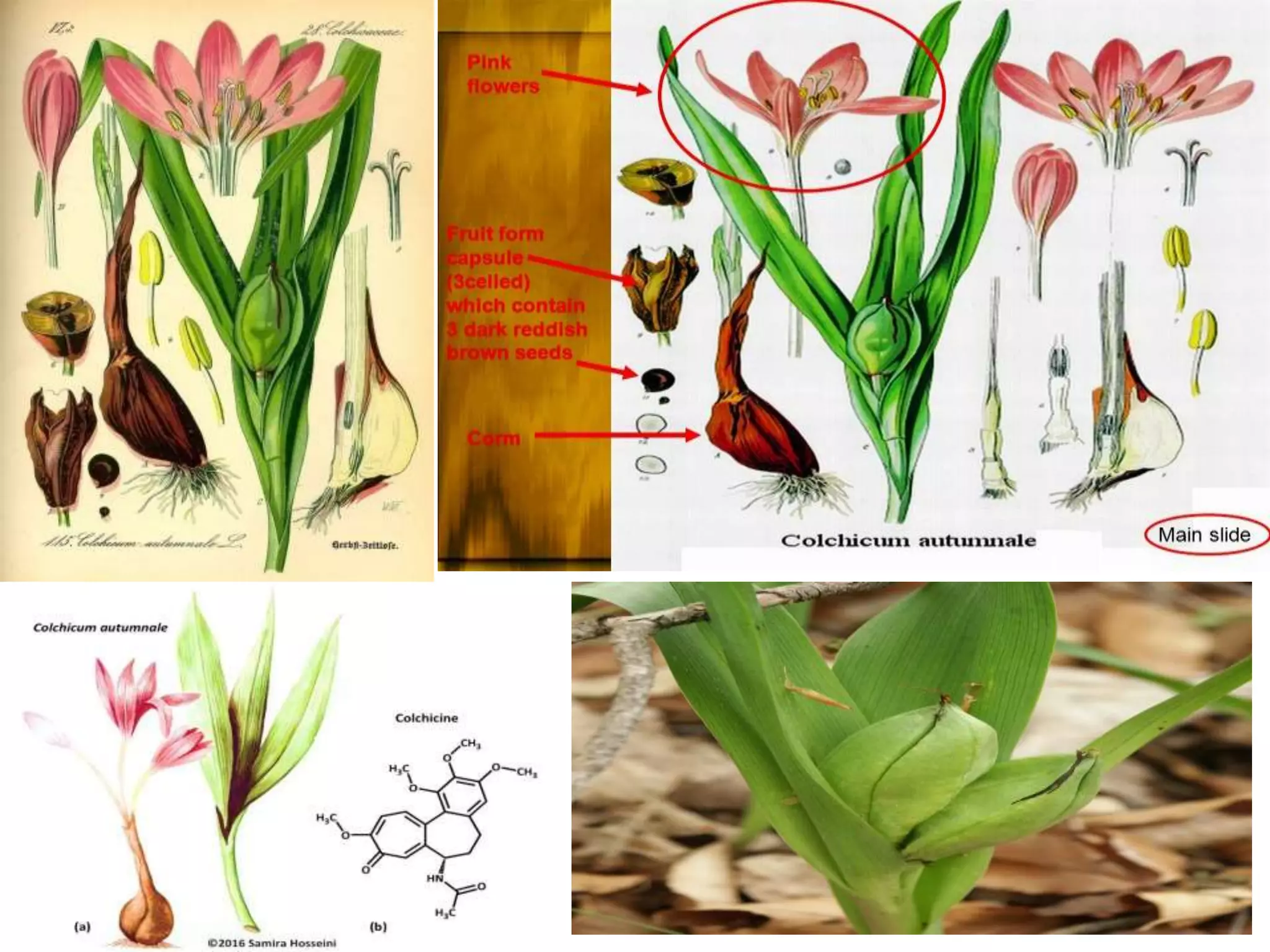 Colchiploidy and mutational breeding in trees | PPTX