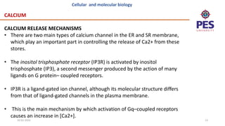 cmb(1) calcium.pptx