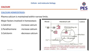 cmb(1) calcium.pptx