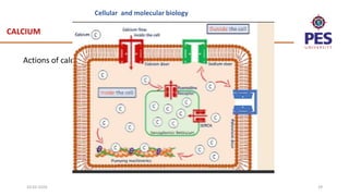 cmb(1) calcium.pptx