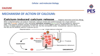 cmb(1) calcium.pptx