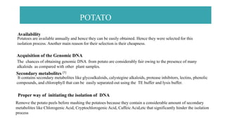 Isolation and Characterisation of Plant DNA | PDF