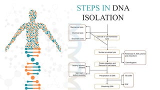 Isolation and Characterisation of Plant DNA | PDF
