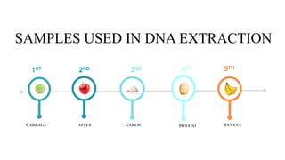 Isolation and Characterisation of Plant DNA | PDF