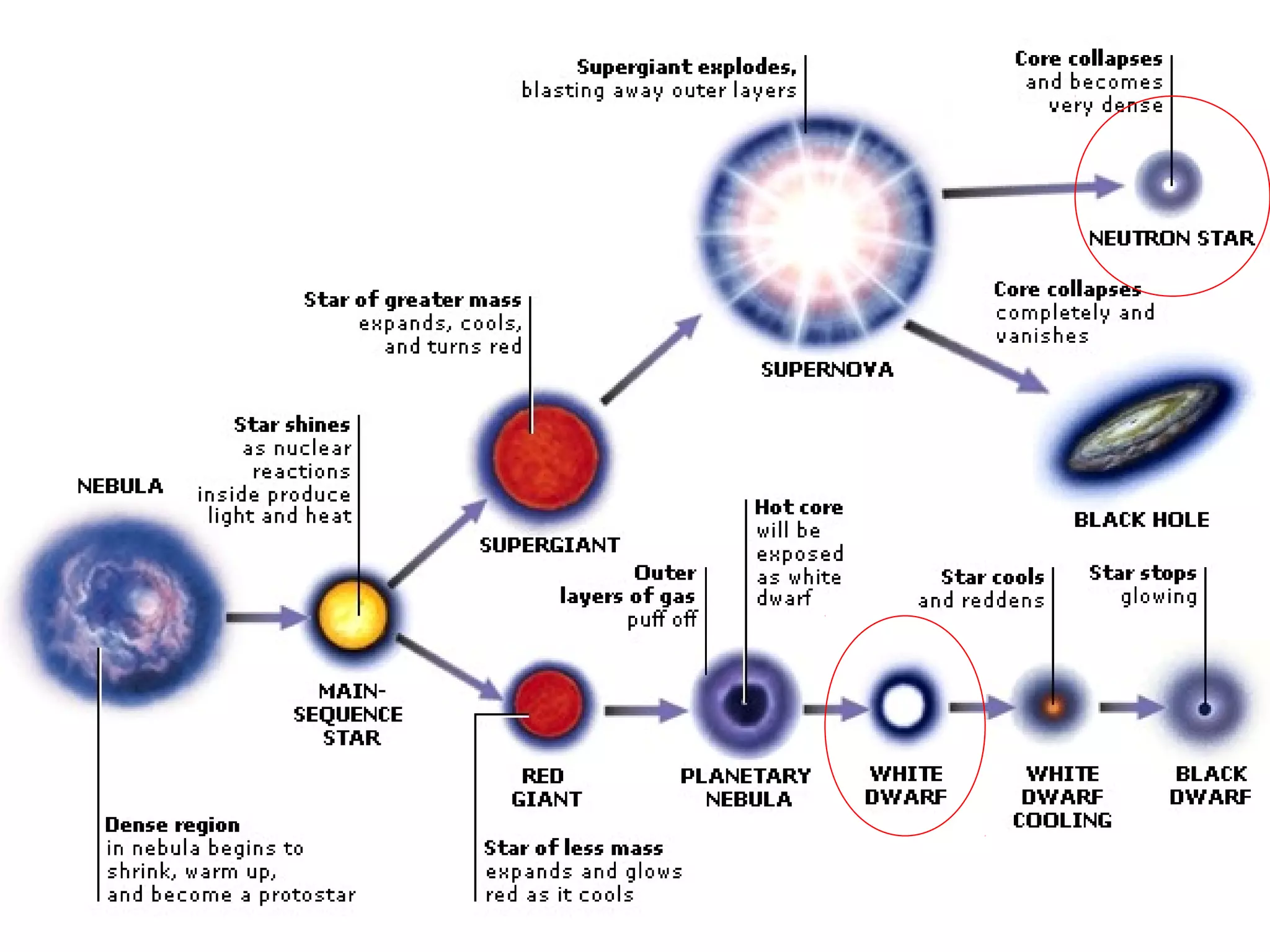 NEUTRON STARS AND WHITE DWARFS | PPT