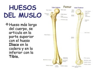 Cmc anato - iv anatomia del sistema oseo- sal | PPT