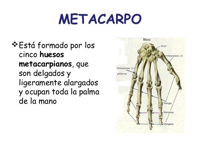 Cmc anato - iv anatomia del sistema oseo- sal