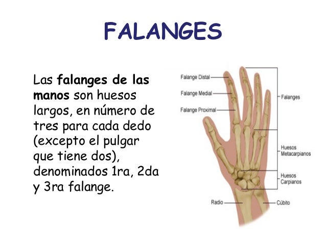 Cmc anato - iv anatomia del sistema oseo- sal