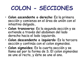 Anatomía del Abdomen | PPT