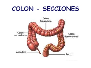 Cmc anato iii anatomia del abdomen- sal | PPT