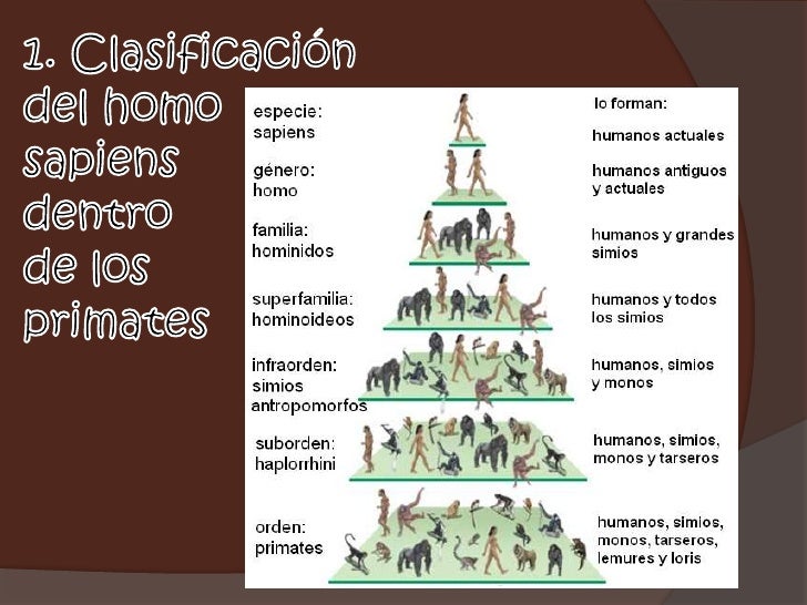 Cmc 1er Trimestre Homo Sapiens 1